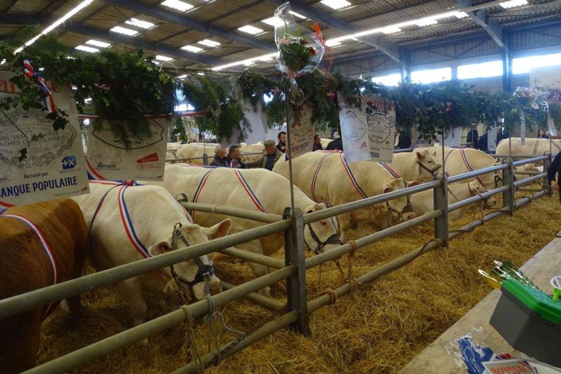 135 bovins et quelque 50 agneaux à la 54 e foire-concours – Handis'up ...